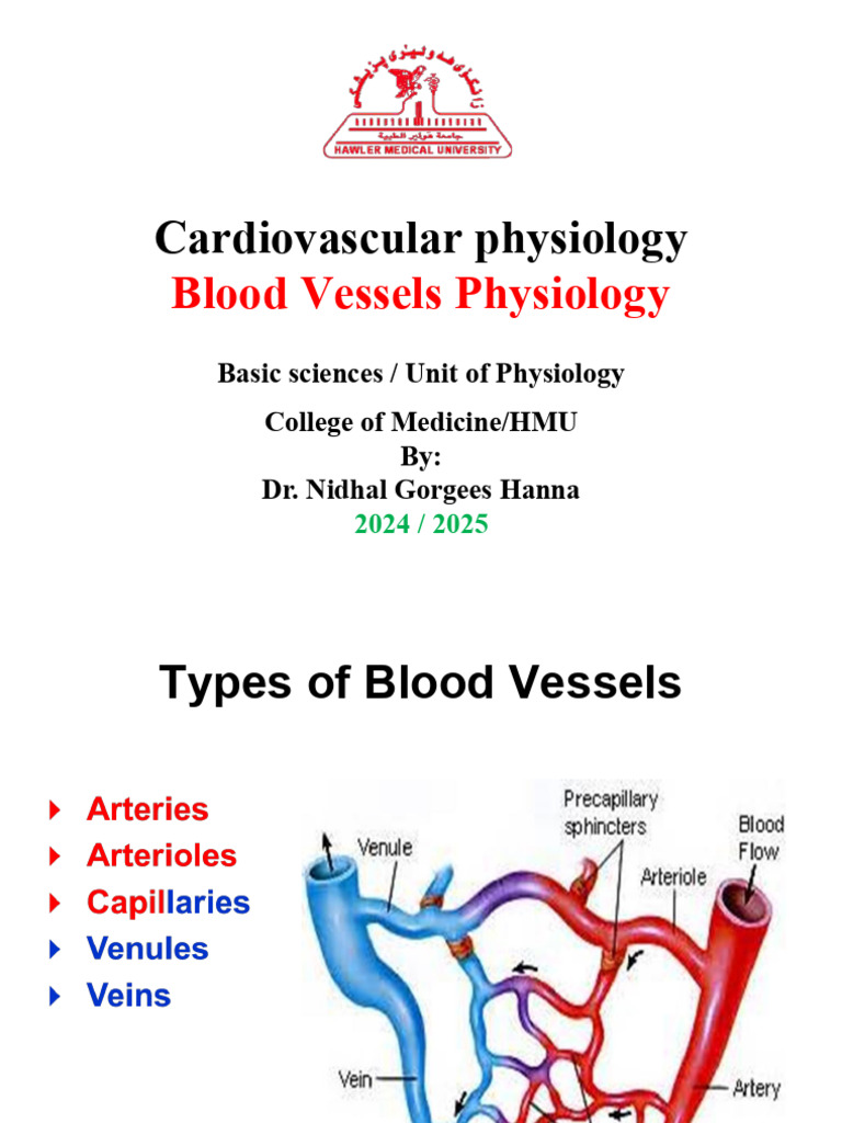 SGL 2 (Blood Vessels Physiology) | PDF | Hemodynamics | Artery