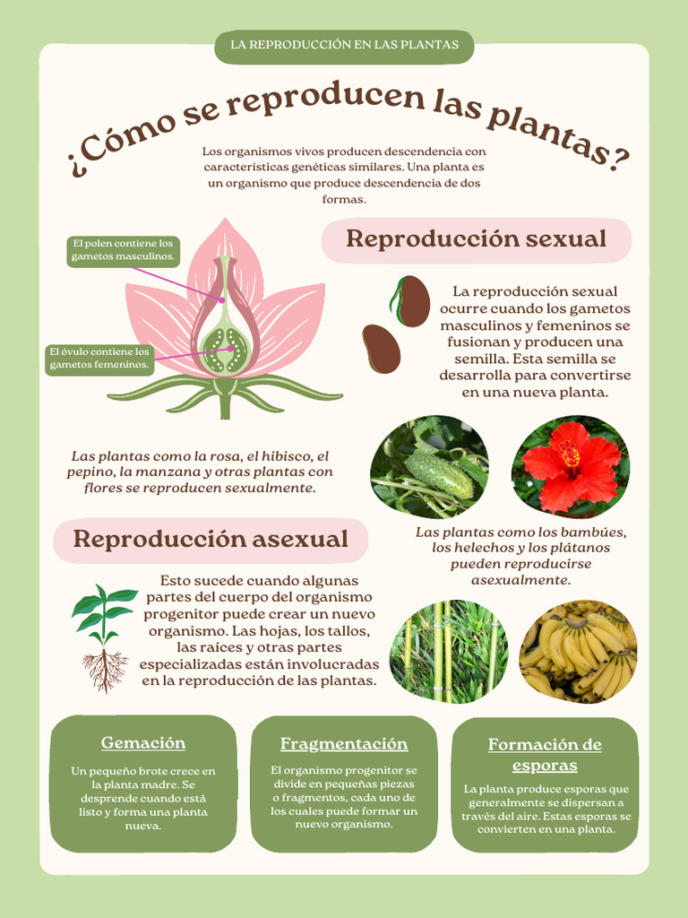 Cartel de ciencia cómo se reproducen las plantas dibujo a mano en verde ...