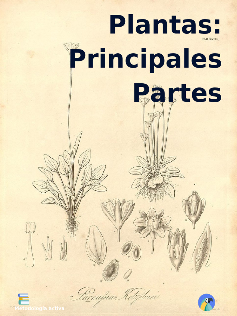 Partes de las Plantas y Sus Funciones | PDF | Plantas | Fotosíntesis