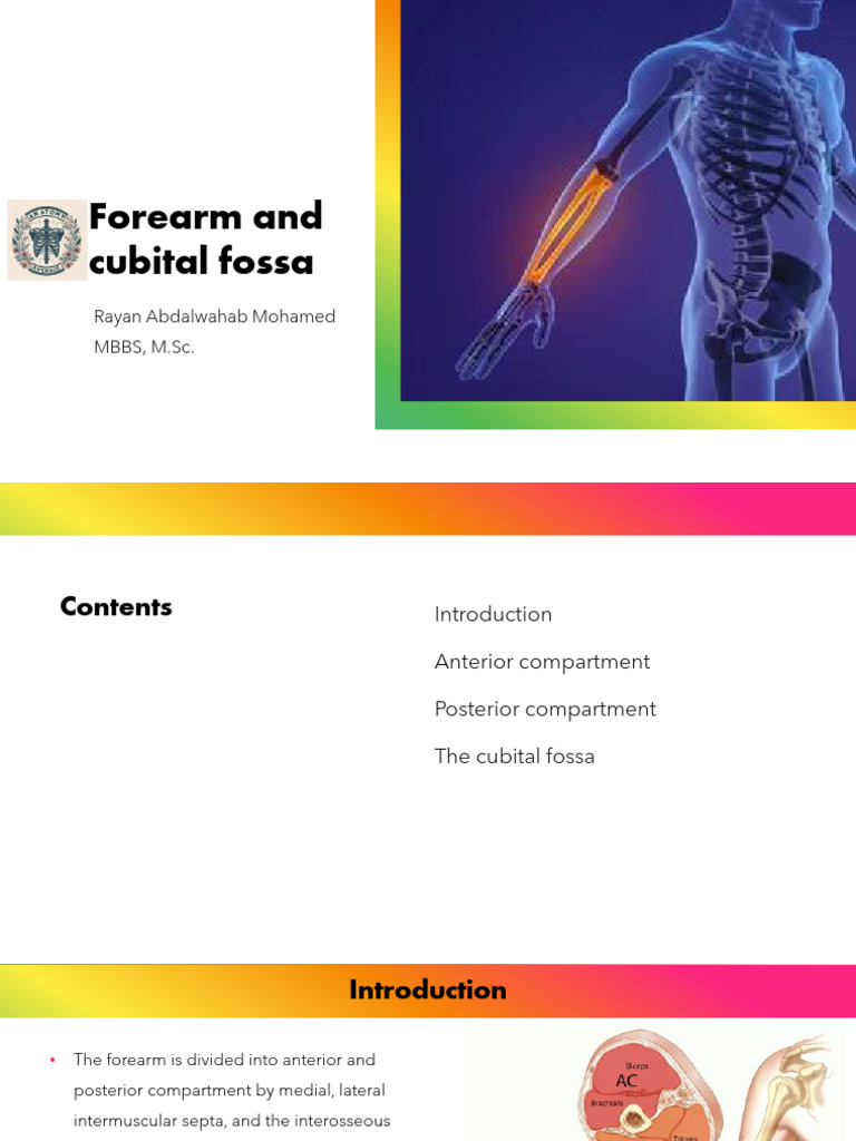 Overview of the Cubital Fossa | PDF | Thumb | Hand