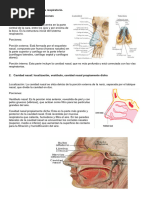 Anatomía de Faringe y Laringe | PDF | Laringe | Esófago