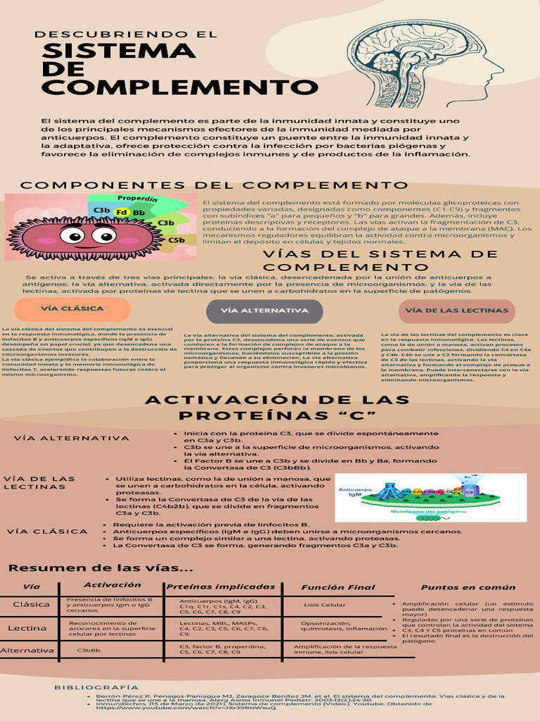 Infografía Sistema de Complemento | PDF