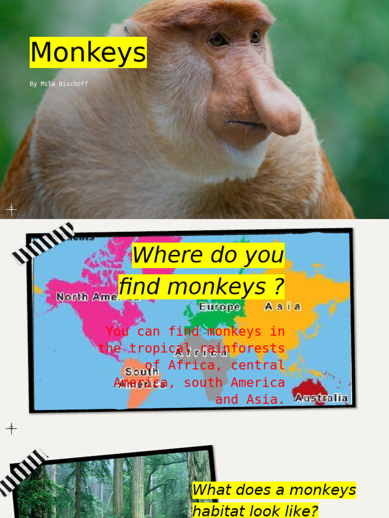 Monkey Research | PDF