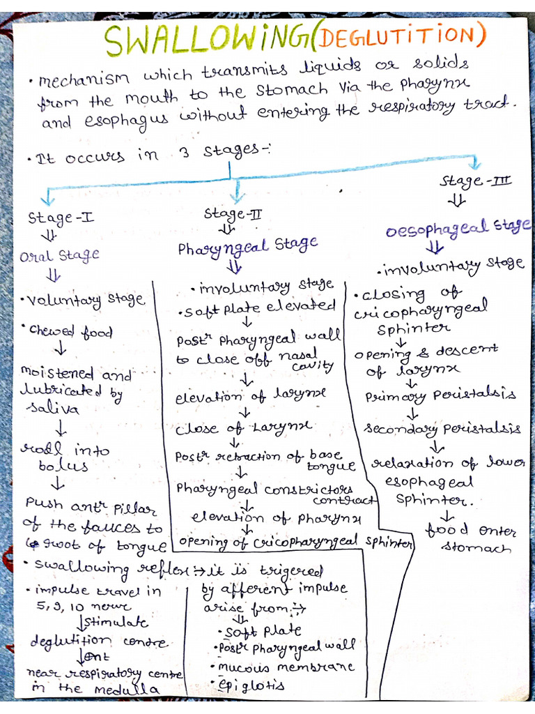 Swallowing (Deglutition) Physiology | PDF