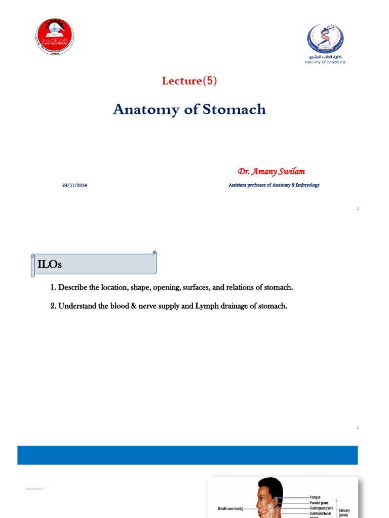 Anatomy Stomac 2024 | PDF | Stomach | Abdomen