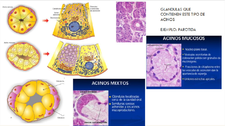Acinos | PDF