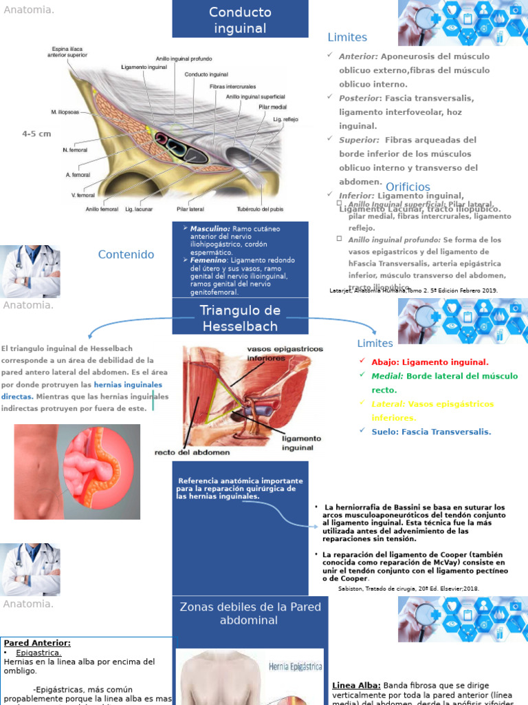 Anatomía del Conducto Inguinal | PDF | Abdomen