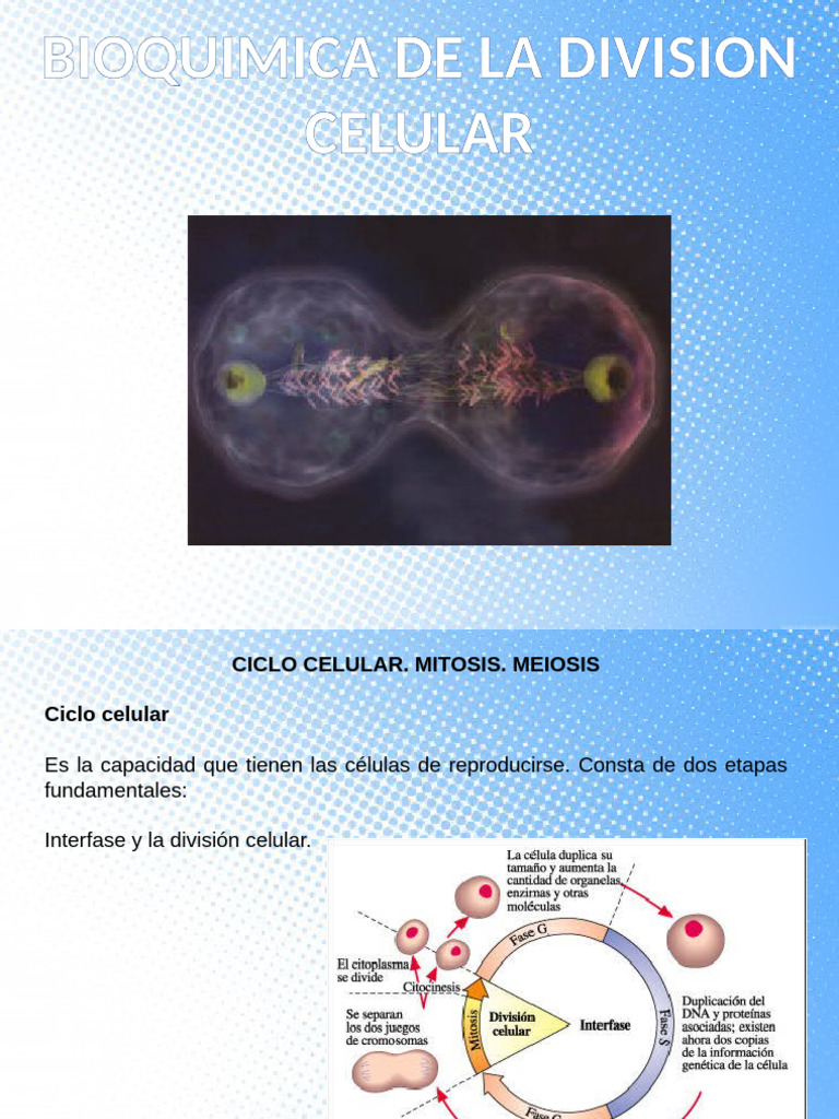 Bioquimica de La Division Celular | PDF | Mitosis | Ciclo celular