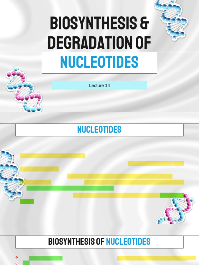 Lecture 14 Biosynthesis and Degradation of Nucleic Acids | PDF ...
