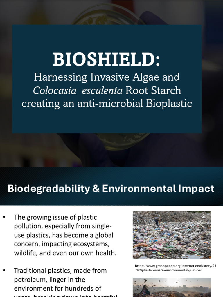 Bioplastic from Invasive Algae & Taro Starch | PDF | Plastic | Invasive ...