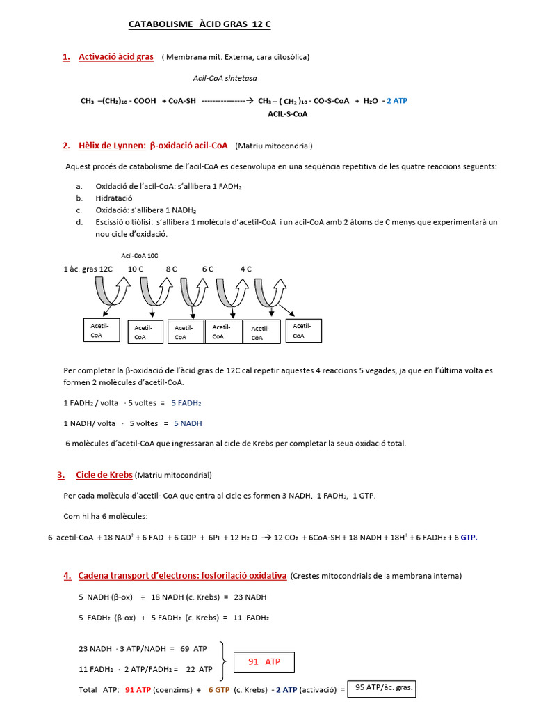 Exerc. Catabolisme C12 2025 | PDF