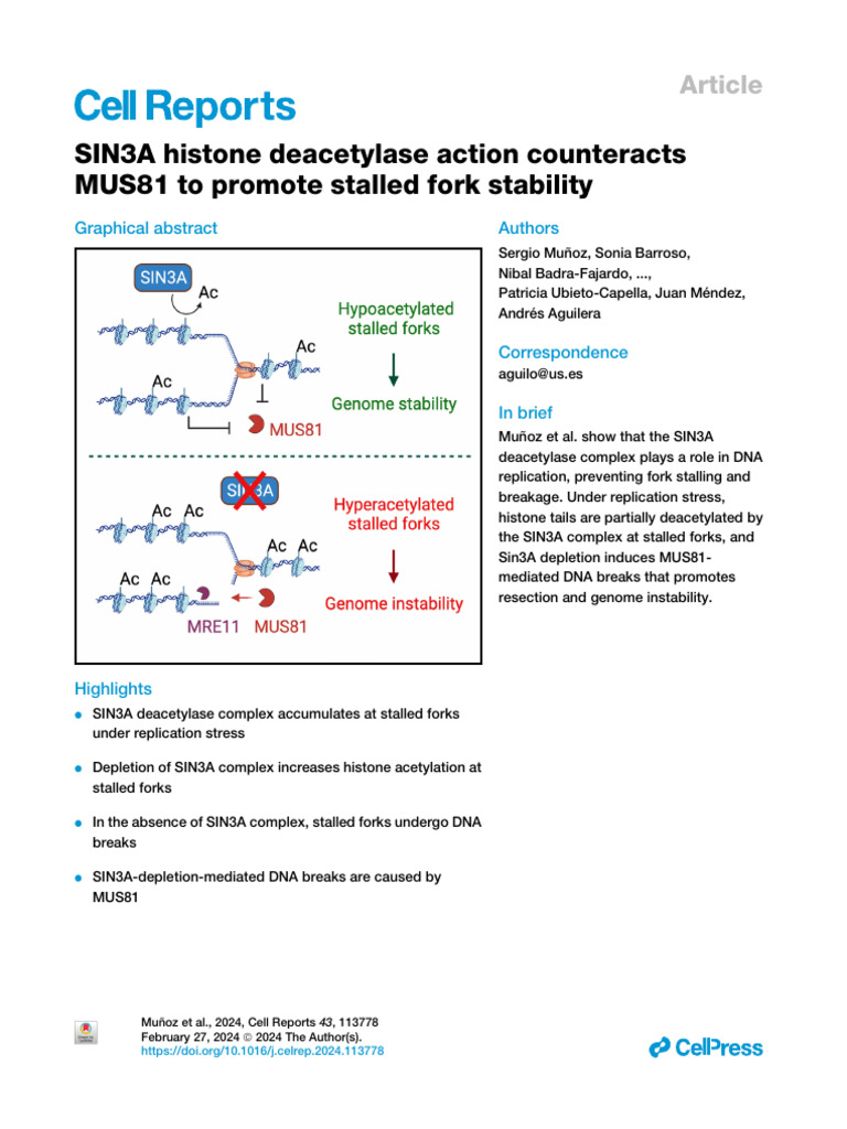 SIN3A Histone Deacetylase Action Counteracts MUS81 To Promote Stalled ...