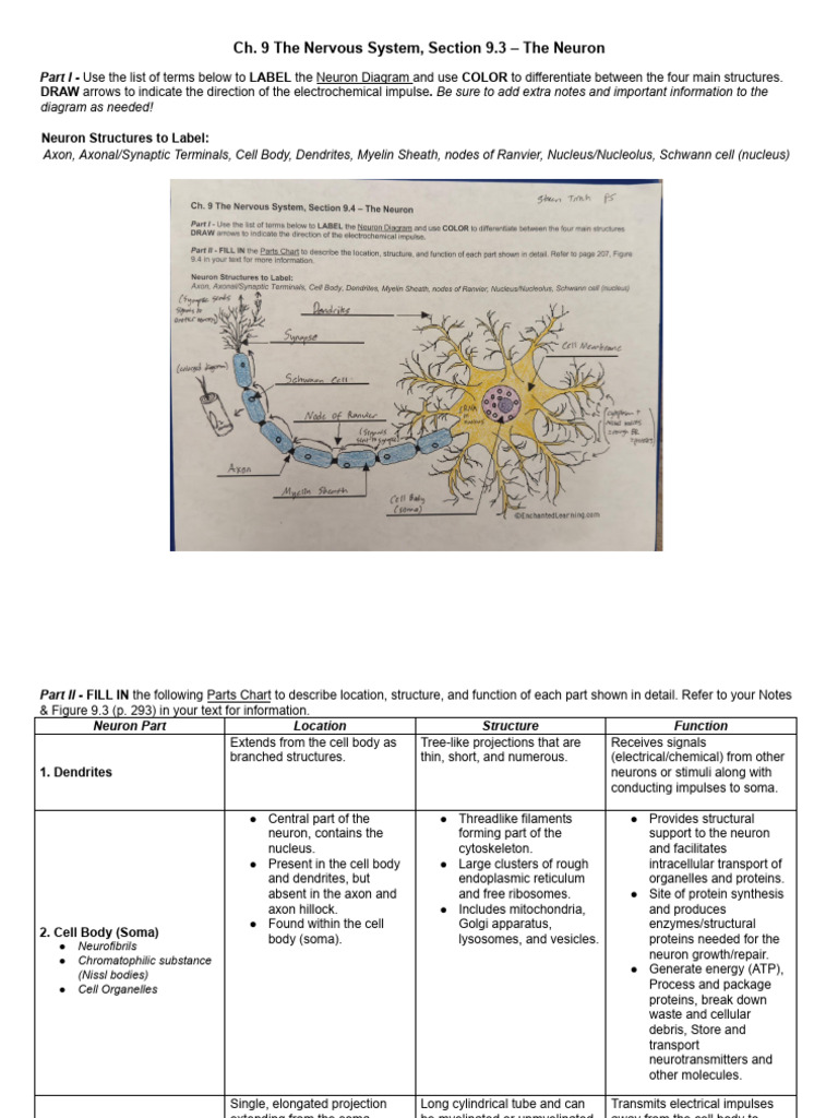 Copy of Ch. 9, 9.3 Neuron Diagram & Parts Chart | PDF | Axon | Myelin