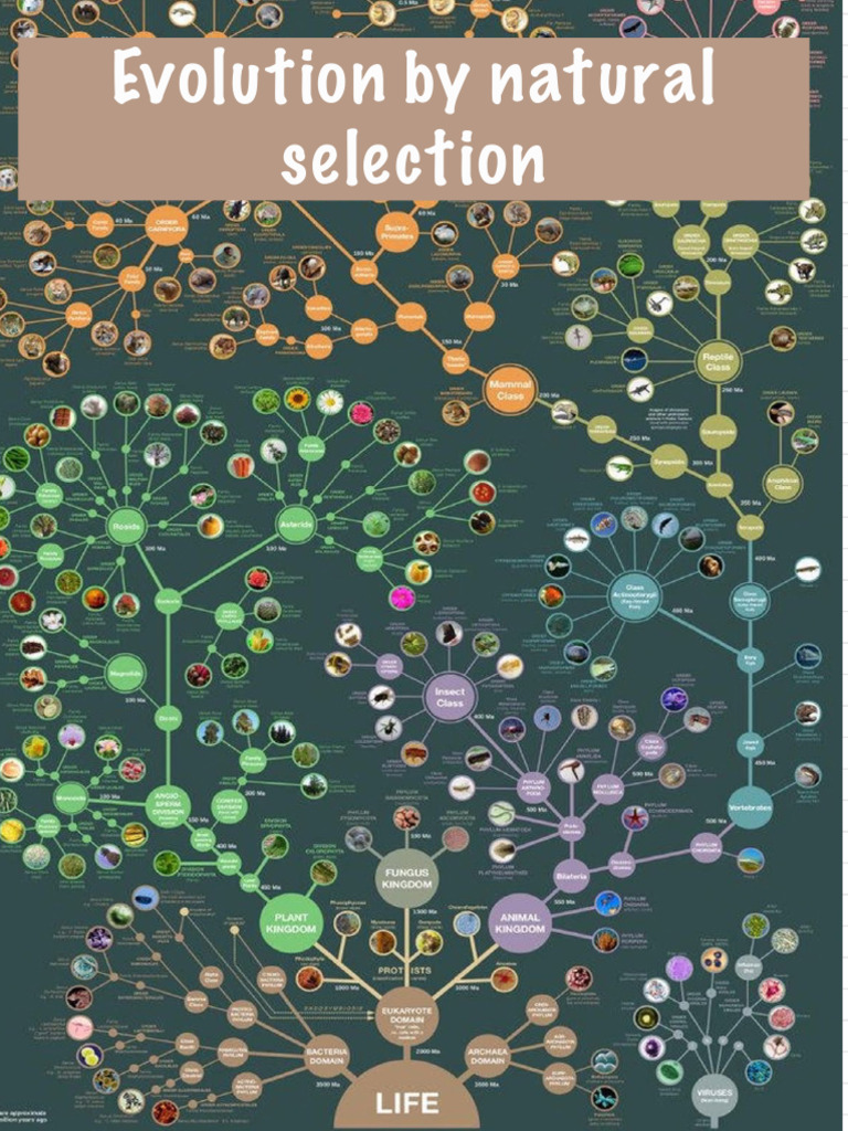 Understanding Evolution and Natural Selection | PDF | Meiosis | Life ...