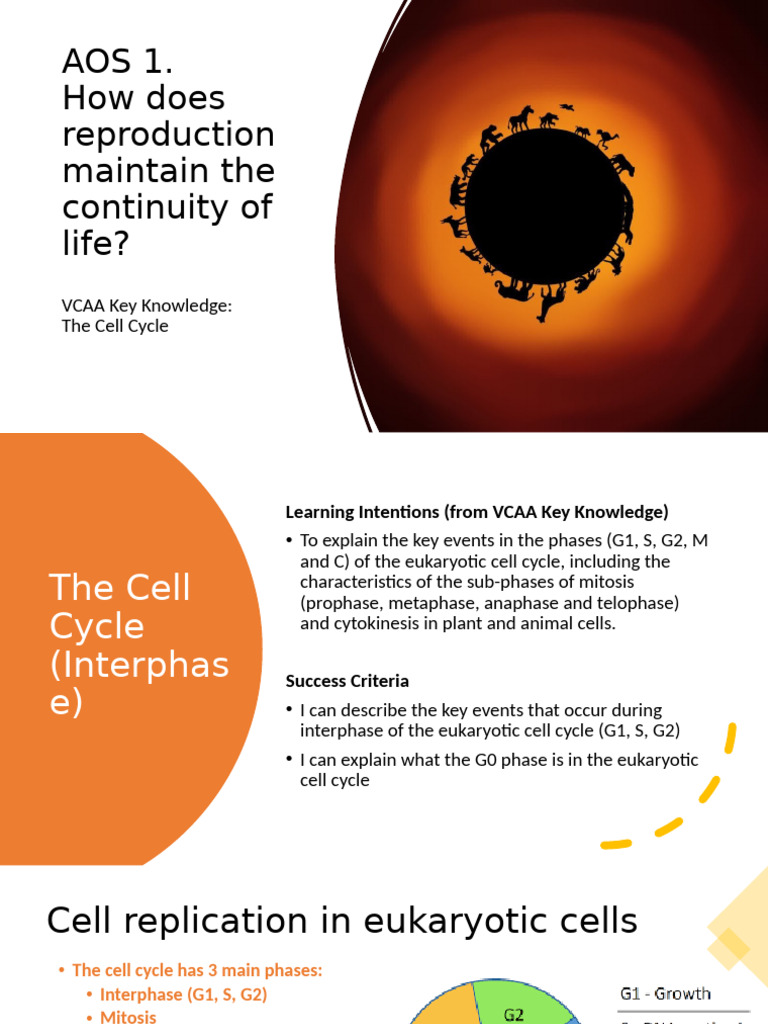 02 Cell Cycle Student Copy 2026 | PDF | Mitosis | Chromosome