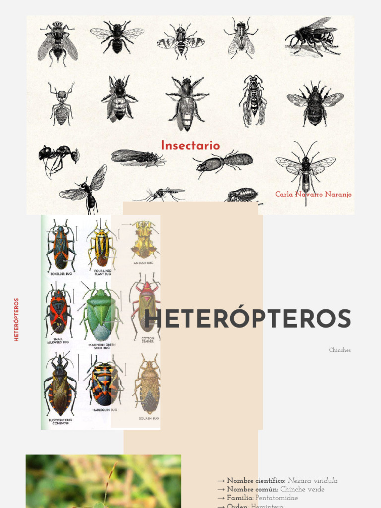 Insectos dañinos en cultivos agrícolas | PDF | Organismos | Insectos