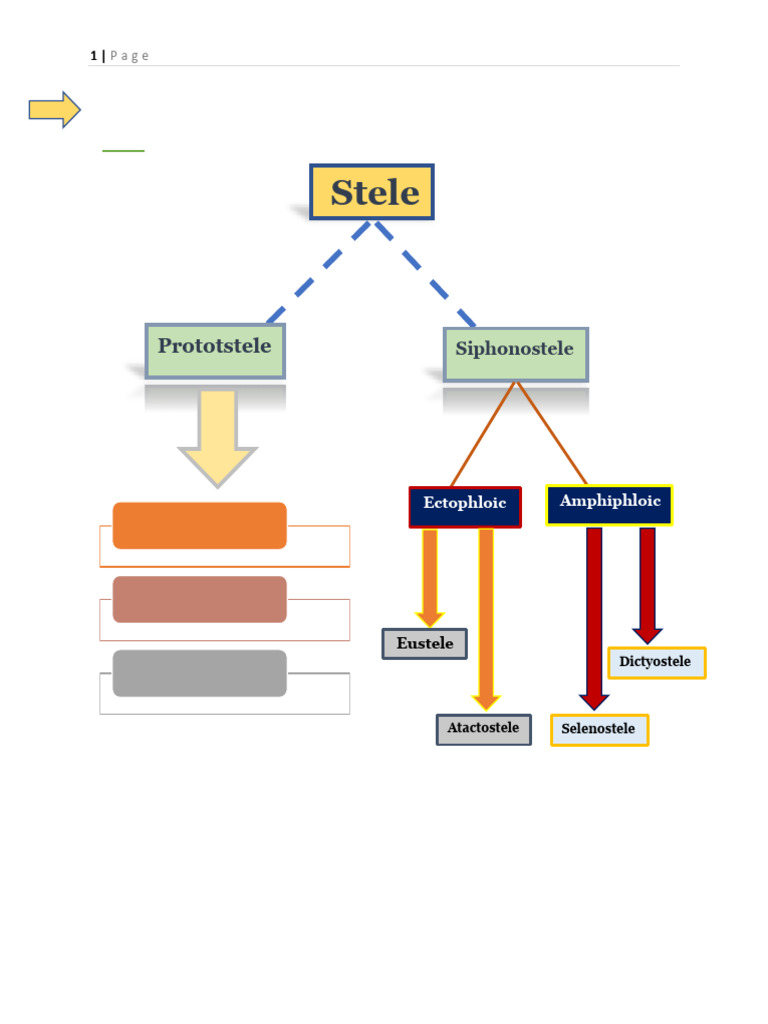 Types of Stele in Vascular Plants | PDF | Plant Stem | Plants