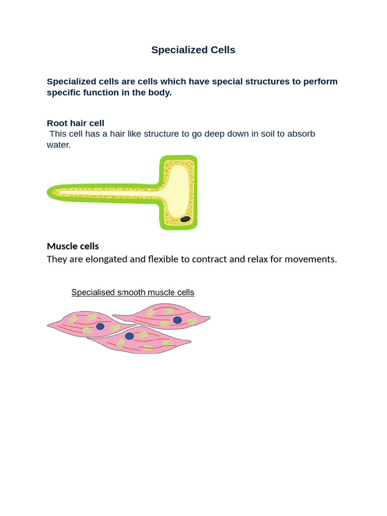 Overview of Specialized Cells | PDF