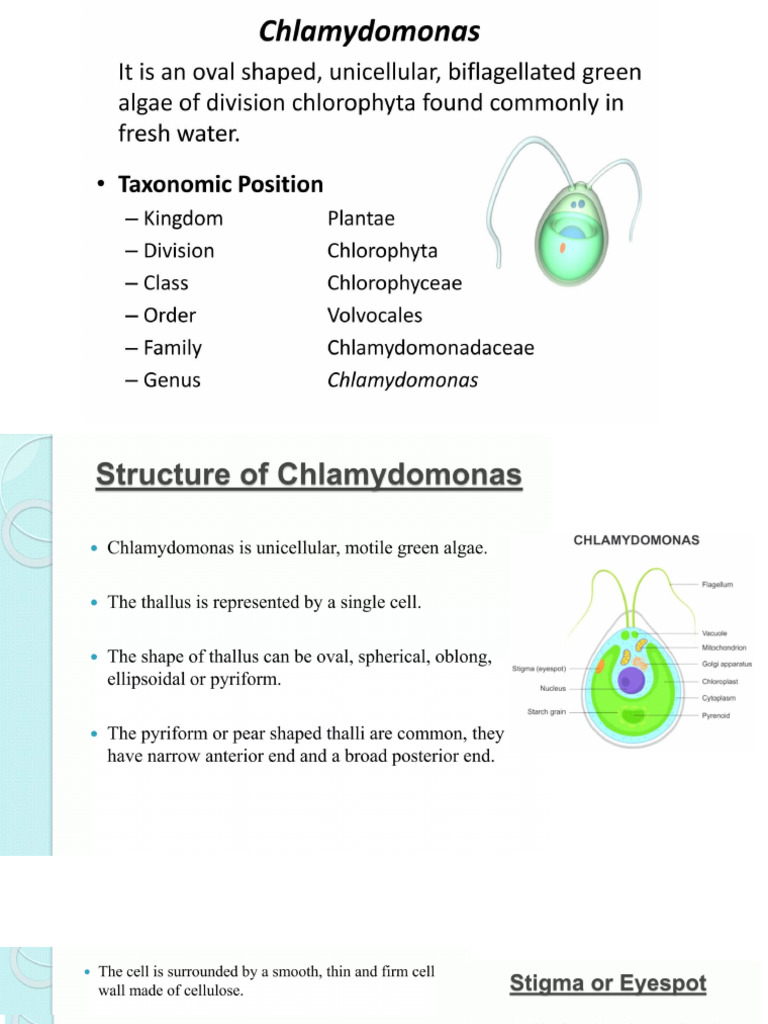 Chlamydomonas | PDF