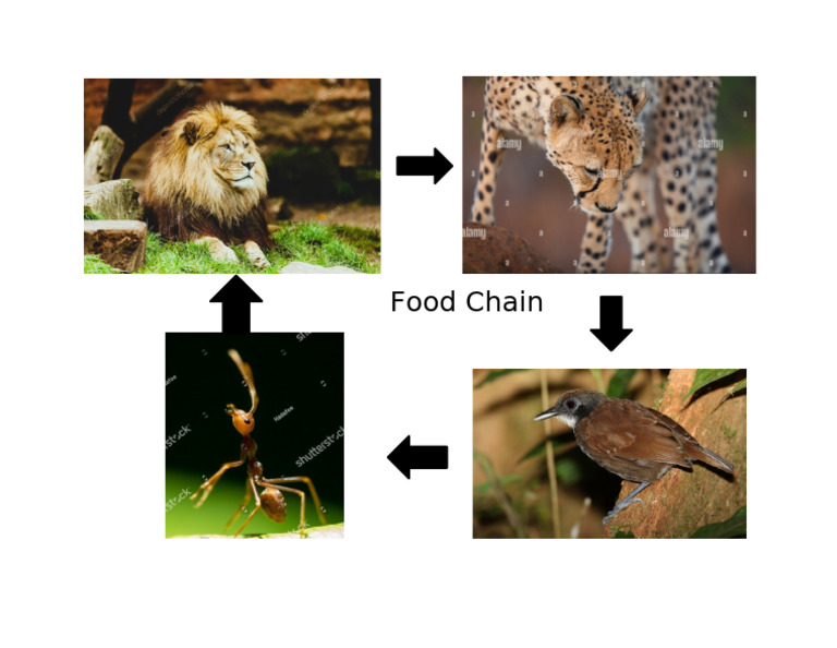 Understanding the Food Chain Dynamics | PDF