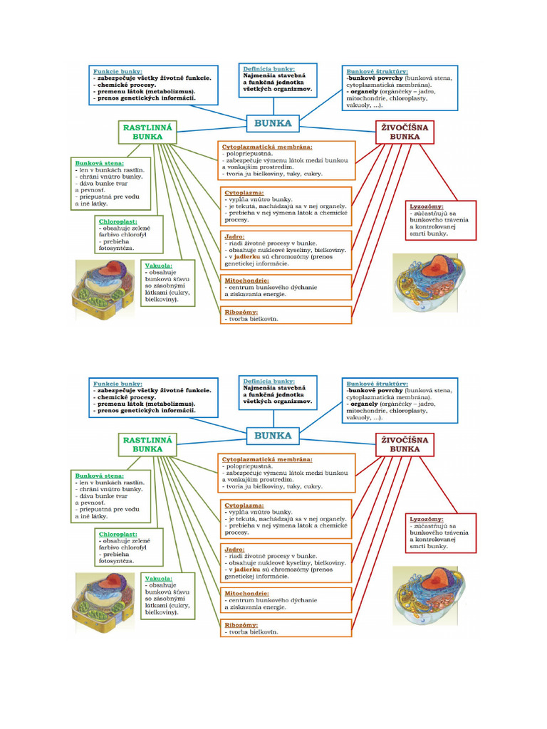 Bunka - pojmová mapa | PDF
