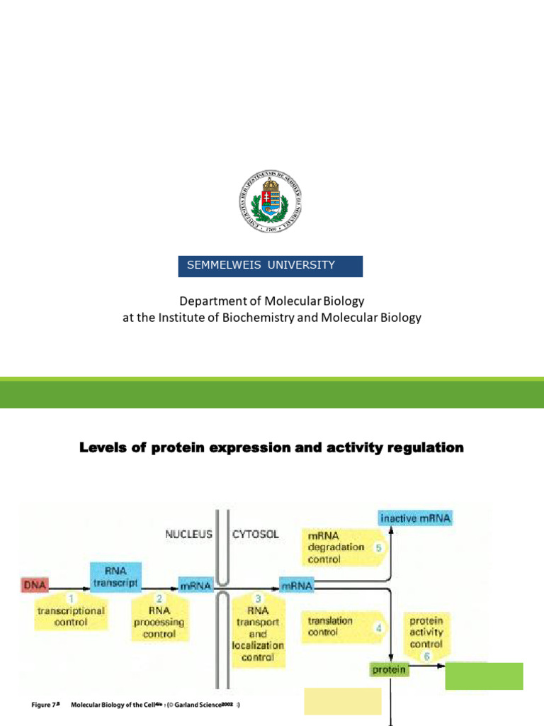 mcb1_18_19_protein_targeting_2023 | PDF | Endoplasmic Reticulum | Protein Targeting
