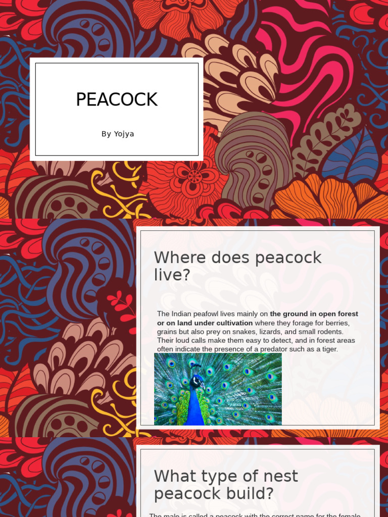 Peacock Facts and Nesting Behavior | PDF