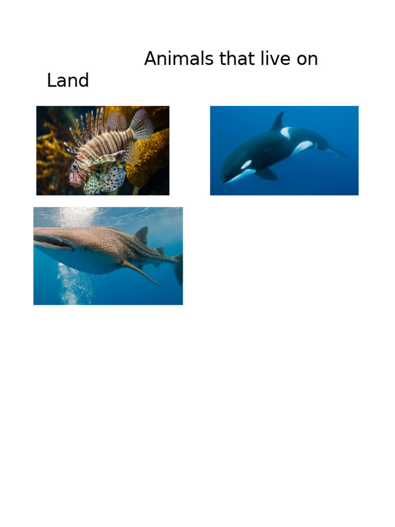 Animals That Live On Land | PDF