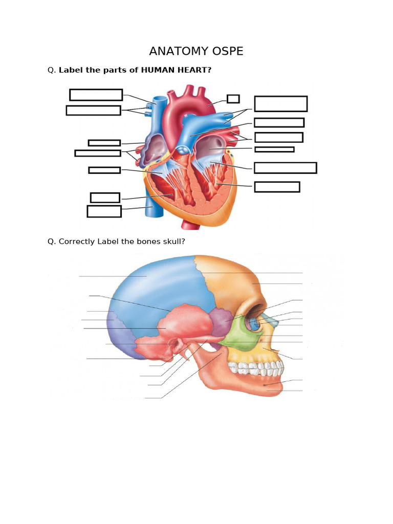 Anatomy Ospe | PDF