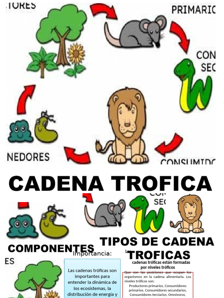 Cadena Trofica Pdf Red Alimentaria Biología