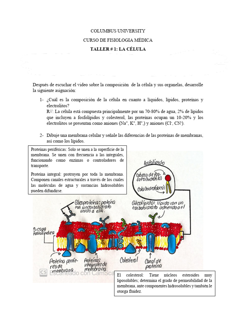 Composición y Funciones de la Célula | PDF | Mitocondria | Citoplasma