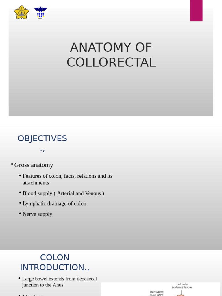 Anatomy of Colonic Taenia | PDF | Large Intestine | Abdomen
