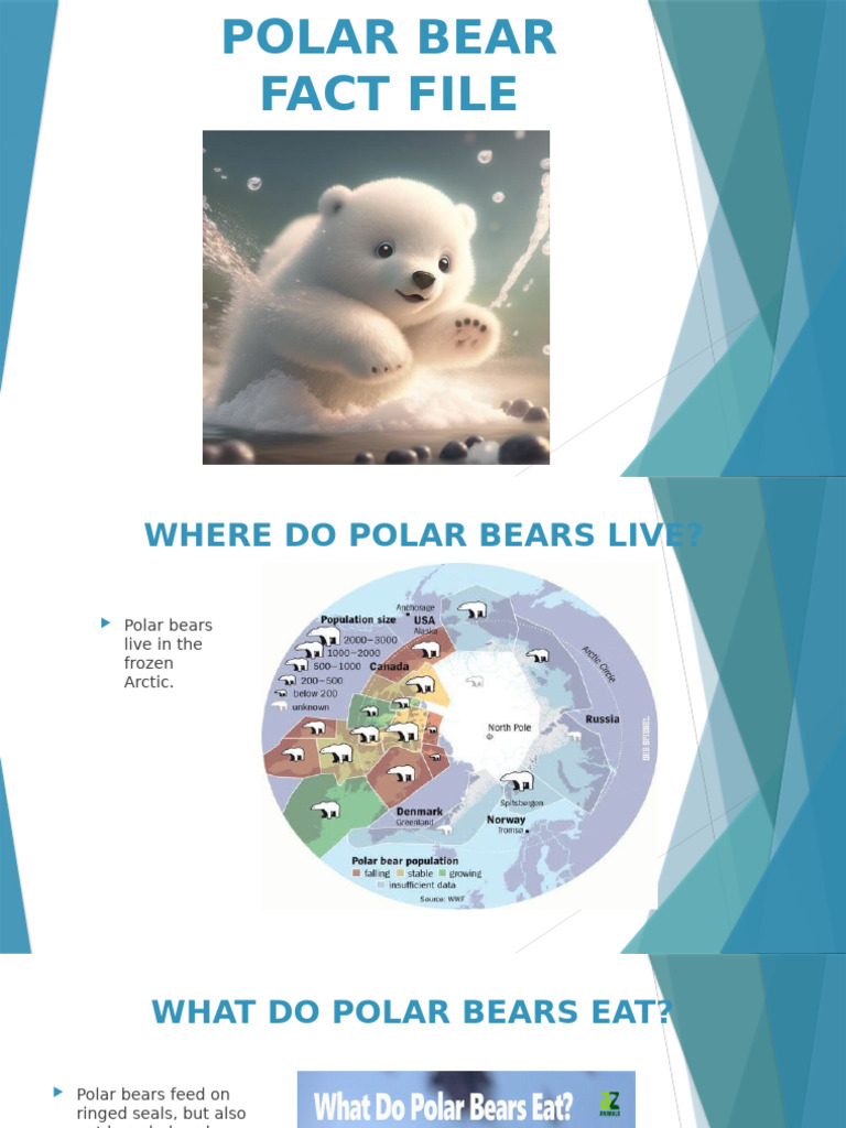 POLAR BEAR | PDF