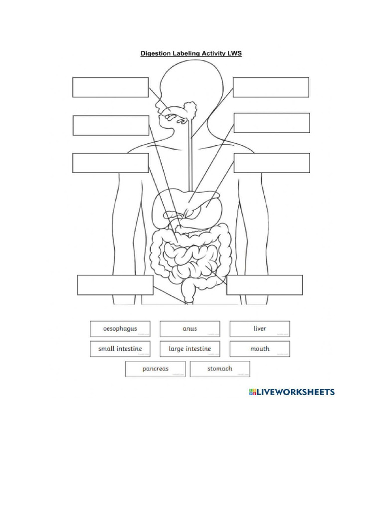 Label Digestive System | PDF