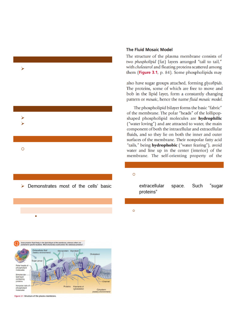 Chapter 3-Cells and Tissues | PDF | Epithelium | Mitosis