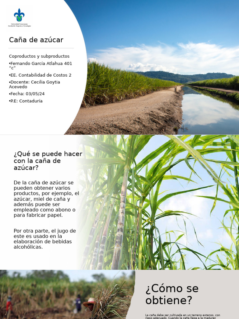Productos y subproductos de caña de azúcar | PDF | Melaza | Papel