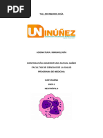 Células de la Línea Mieloide: Origen y Funciones | PDF | Macrófago ...