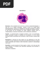 Células de la Línea Mieloide: Origen y Funciones | PDF | Macrófago ...