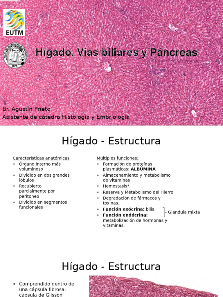 Teórico-Histo3 - Hígado Vías Biliares y Páncreas | PDF | Hígado | Hepatocito