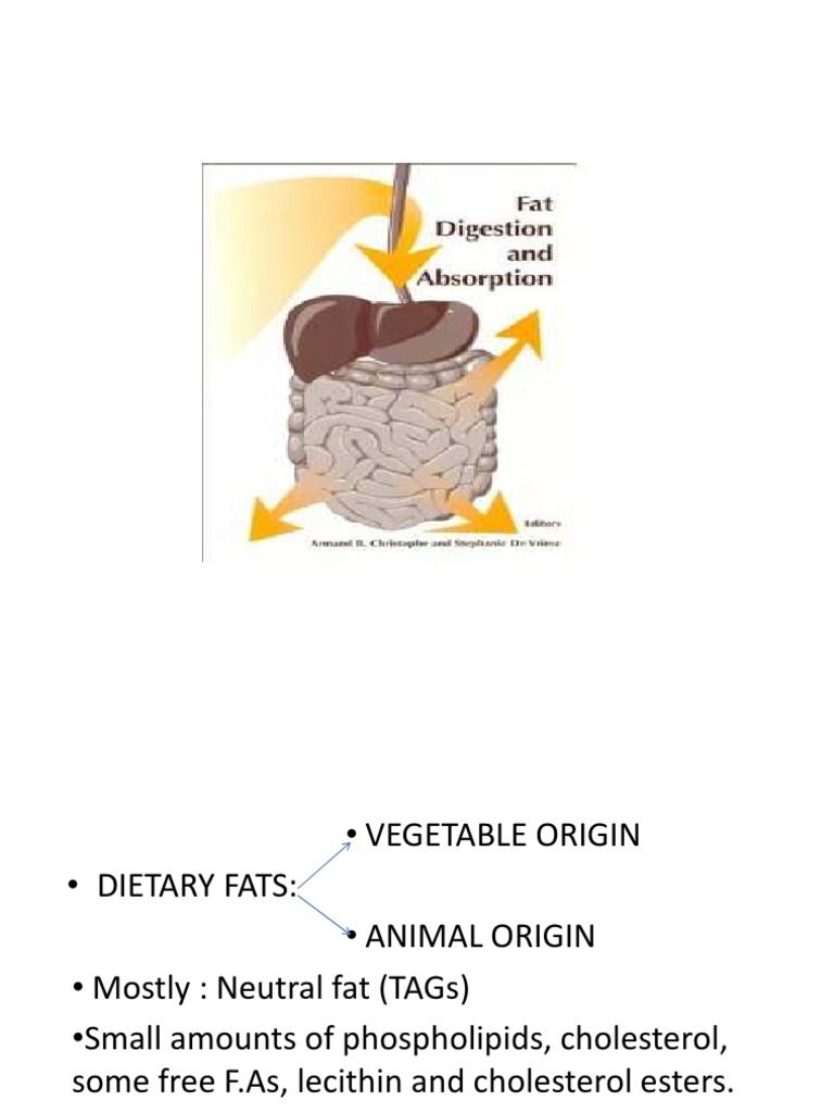 Fat Digestion and Absorption | PDF