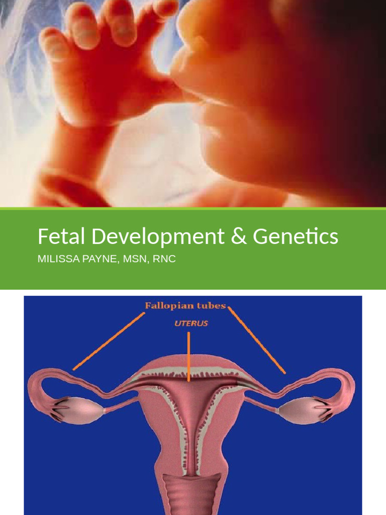 Fetal Dev Genetics Sp23 | PDF | Twin | Genetic Disorder