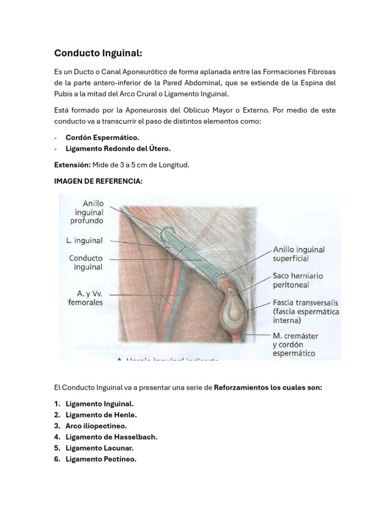 Conducto Inguinal | PDF