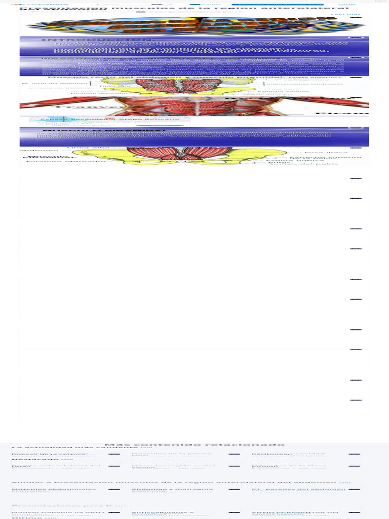 Músculos de la región anterolateral | PDF | Abdomen | Sistema ...