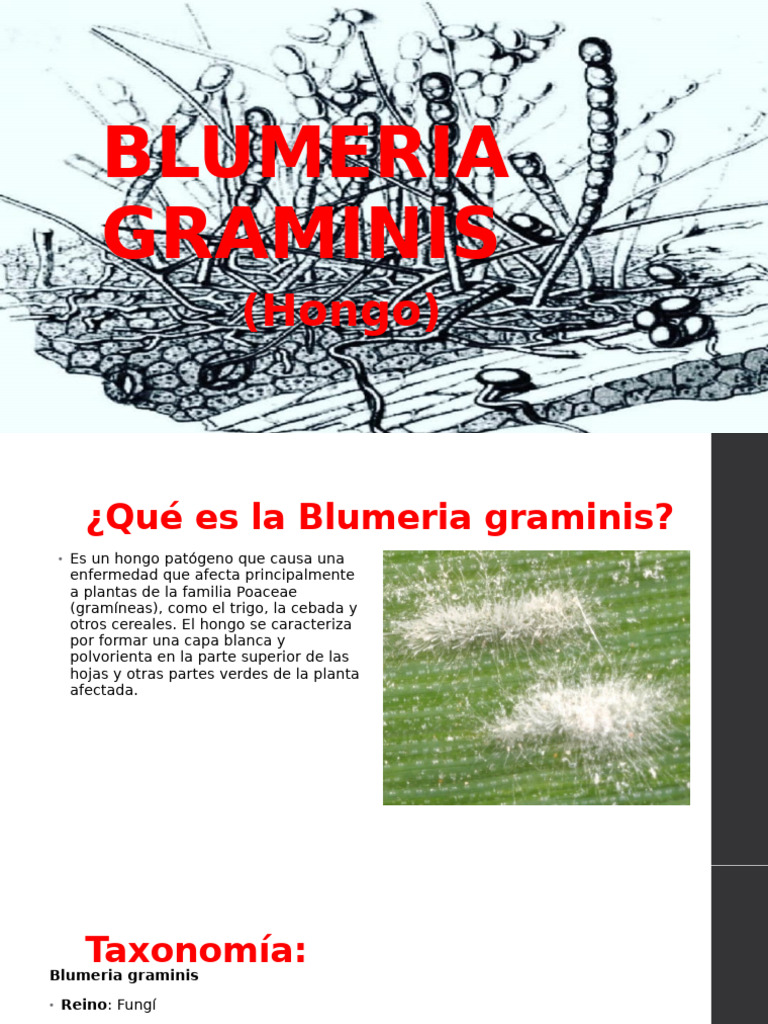 Blumeria graminis: Hongo parásito y metabolismo | PDF | Hongo | Plantas