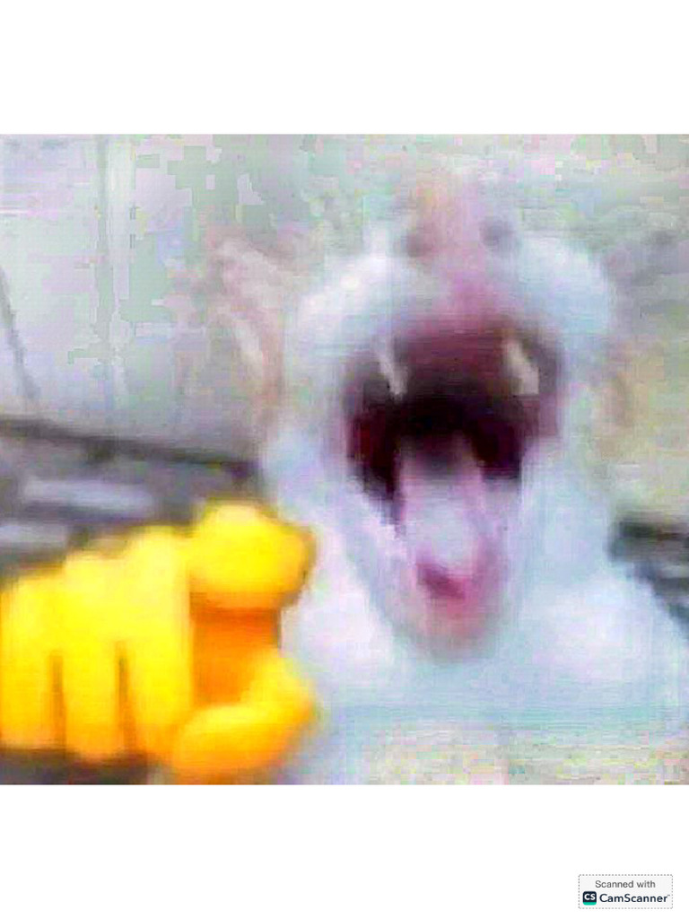 Haha Cat | PDF