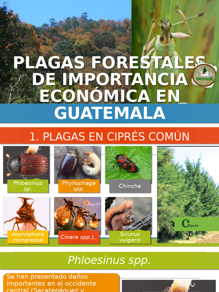 Plagas Forestales | PDF | Hoja | Arboles