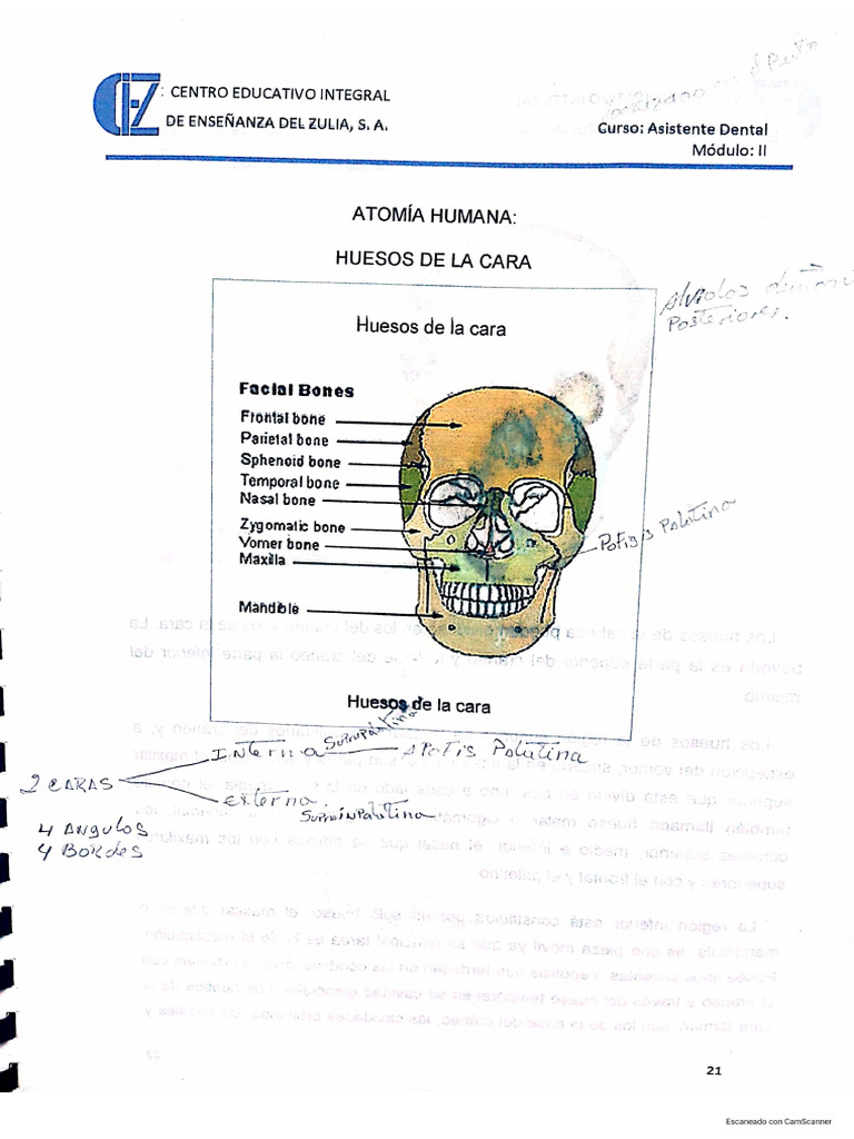 Anatomía Humana Huesos de La Cara | PDF