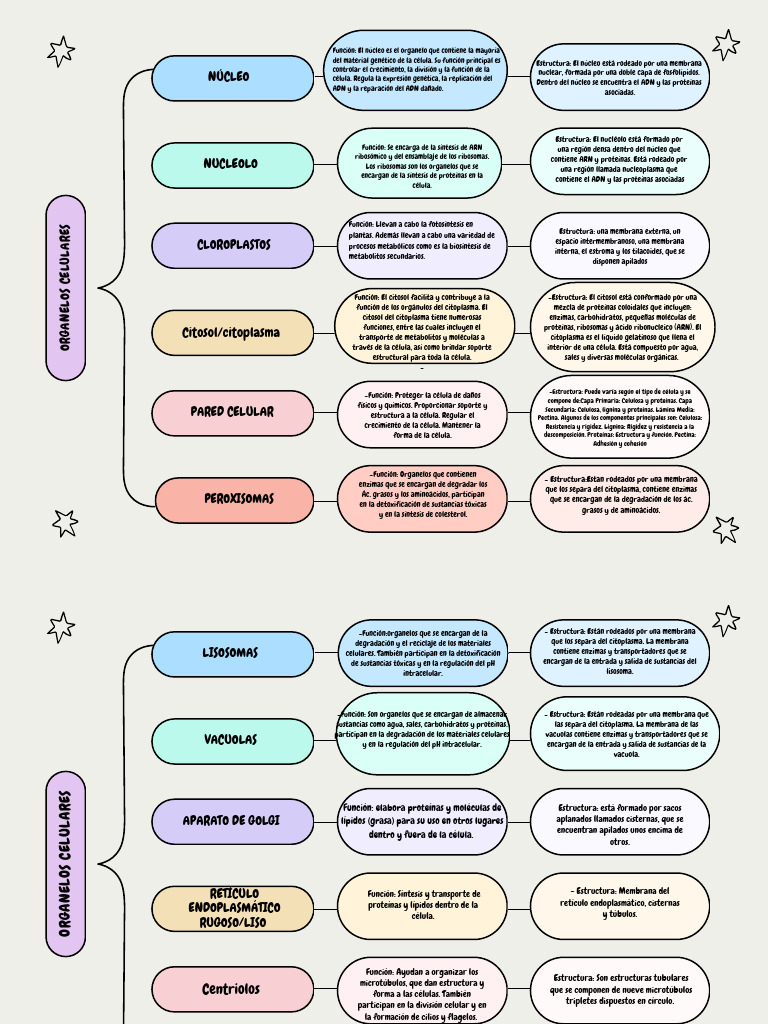 Colorful Creative Color Blocks Concept Map Graph (1) | PDF | Citoplasma | Ribosoma