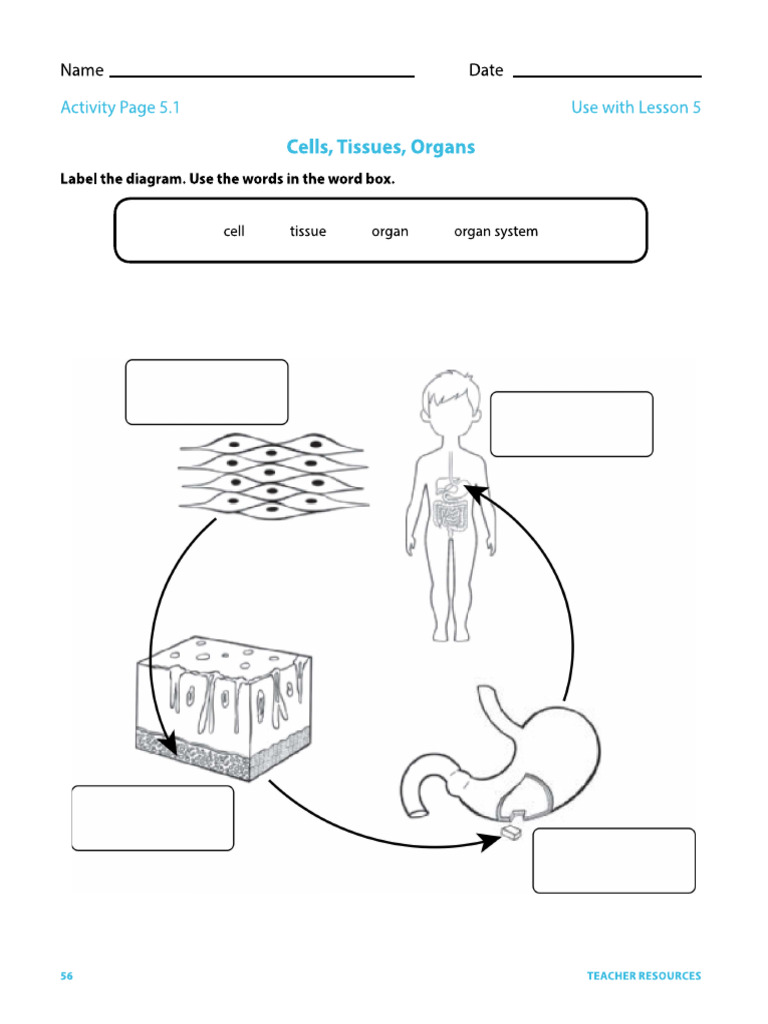 AP 5.1 Cells Tissues Organs | PDF