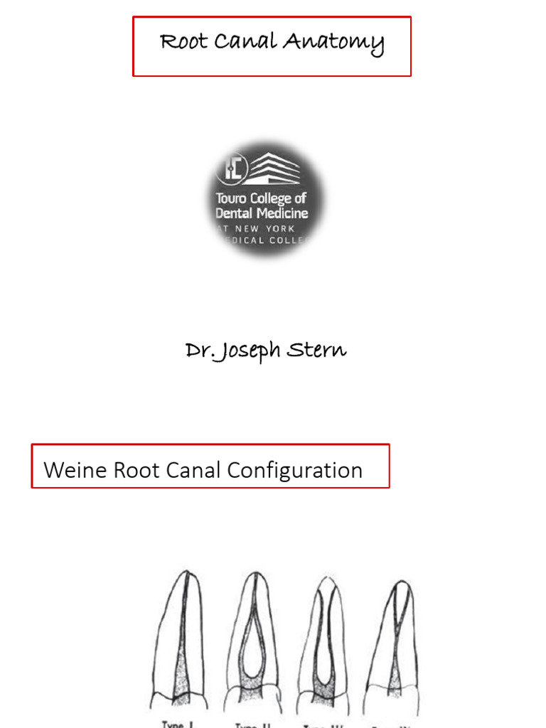 Endodontic Anatomy Overview | PDF | Dental Anatomy | Tooth